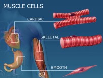 Vascular Smooth Muscle Cells and Intimal Hyperplasia Studies
