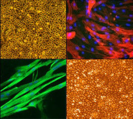 Home Page [www.lifelinecelltech.com]