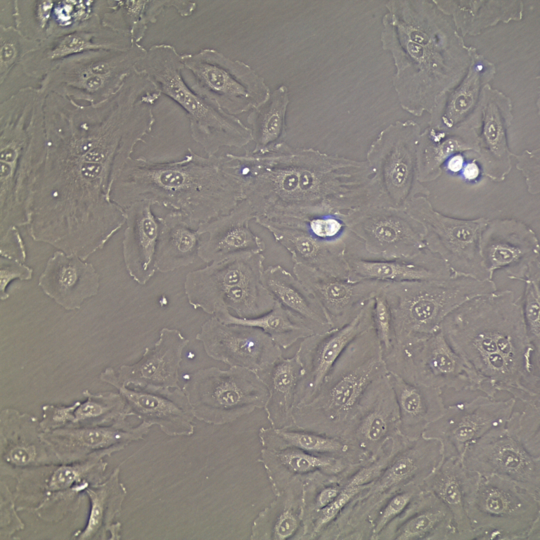 Endothelial Cell Culture Medium VascuLife VEGF