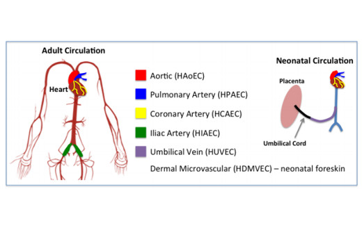 Endothelial Cell Function and Circulation System