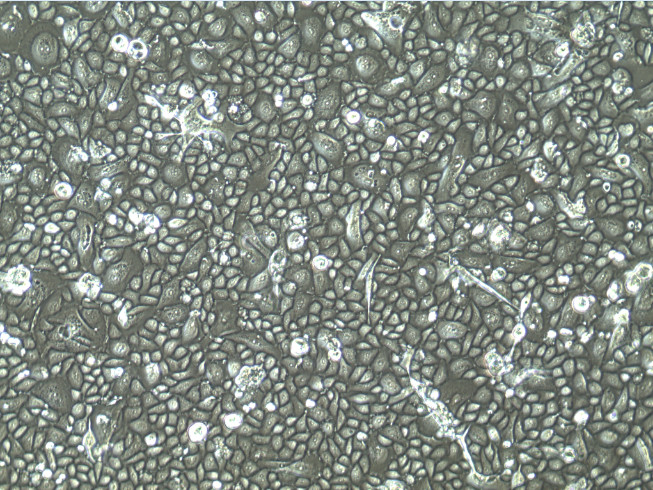 Female Reproductive Cell 3