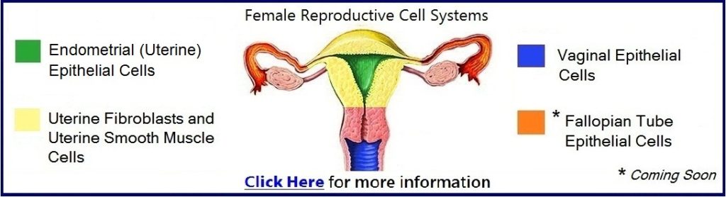 Female Reproductive Cells Research Uses