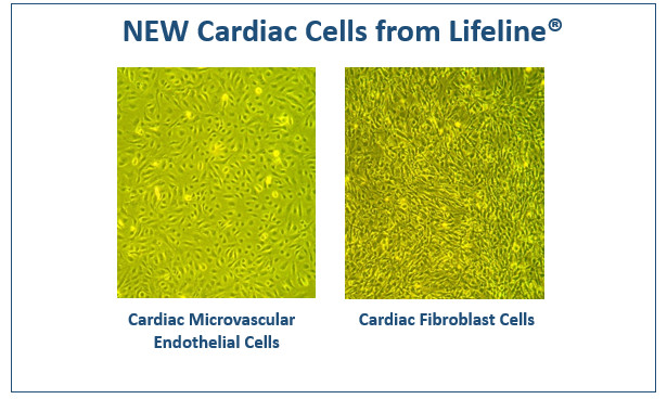 Cardiac Fibroblasts and Microvascular Endothelial Cells