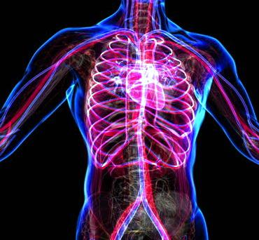 Primary Smooth Muscle Cells in Research