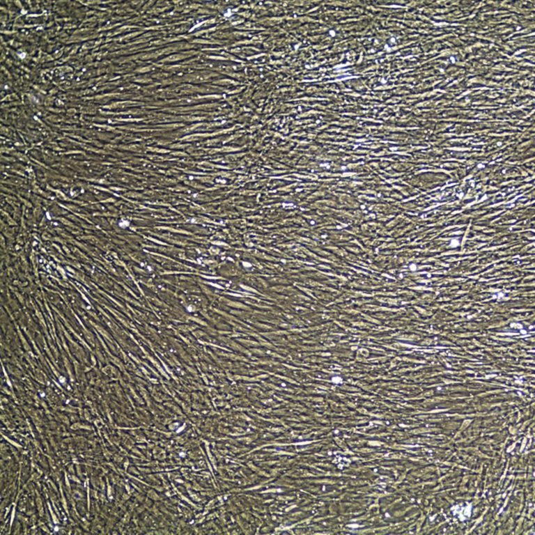 Human Primary Cells for Research