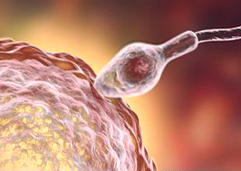 Female Reproductive Cells in Research Studies