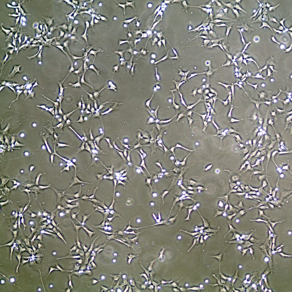 Human Primary Cells for Research