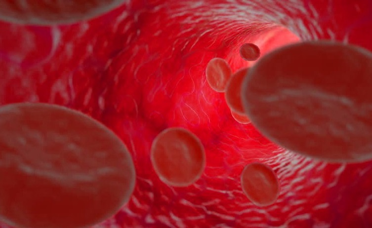 Primary Endothelial Cell Research Studies