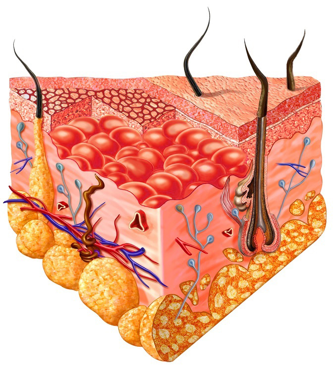 Lifeline® Keratinocytes in Chemotaxis Research