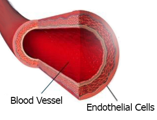HUVEC In Vitro Models of Endothelial Barrier Function