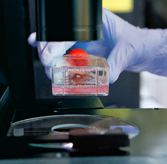 Quality Media for Successful Cell Cultivation