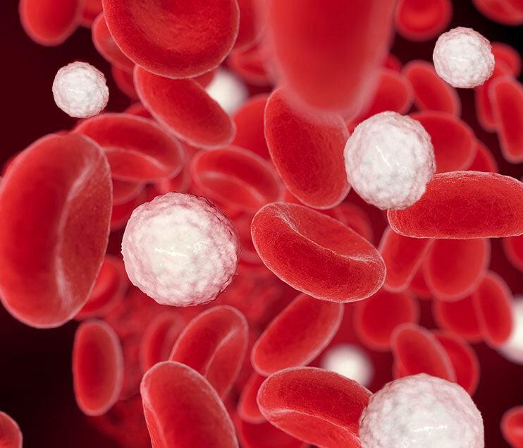 Adult T-Cell Leukemia Lymphoma Therapy Research
